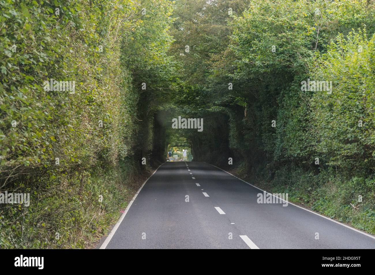 street, great britain, hedge, road, roads, streets, england, uk, hedges ...