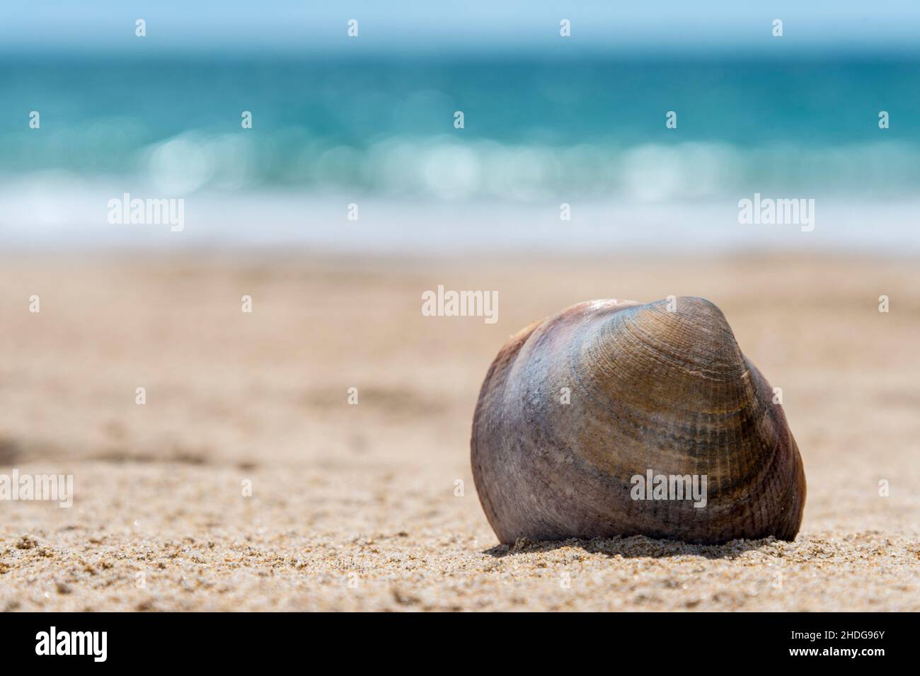 beach, mussel, beaches, seaside, mussels Stock Photo - Alamy