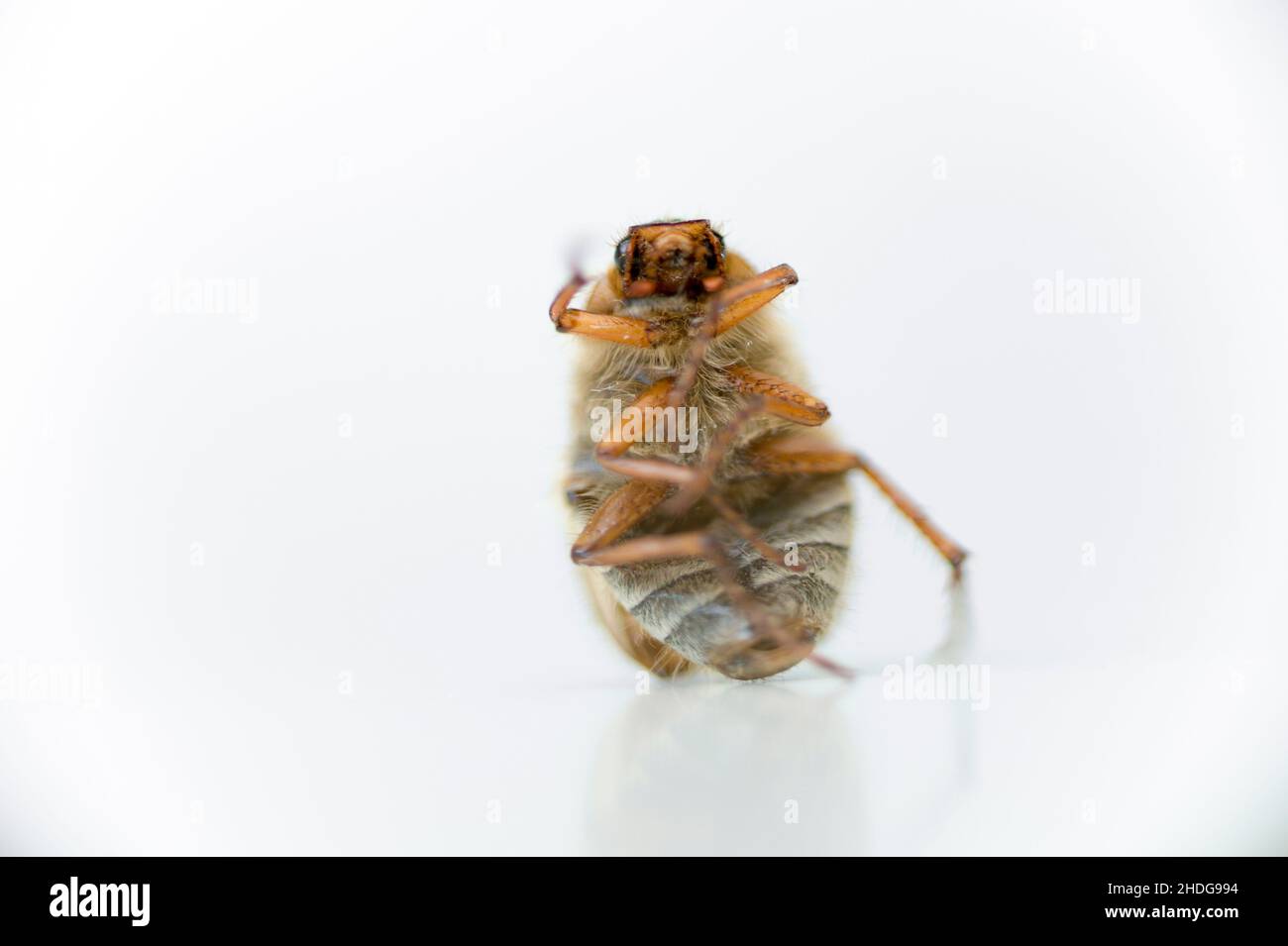 Beetle bottom hi-res stock photography and images - Alamy