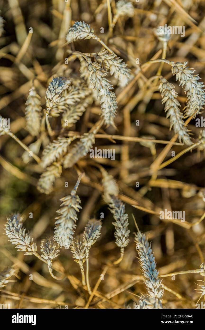wheat ears, wheat ear Stock Photo - Alamy