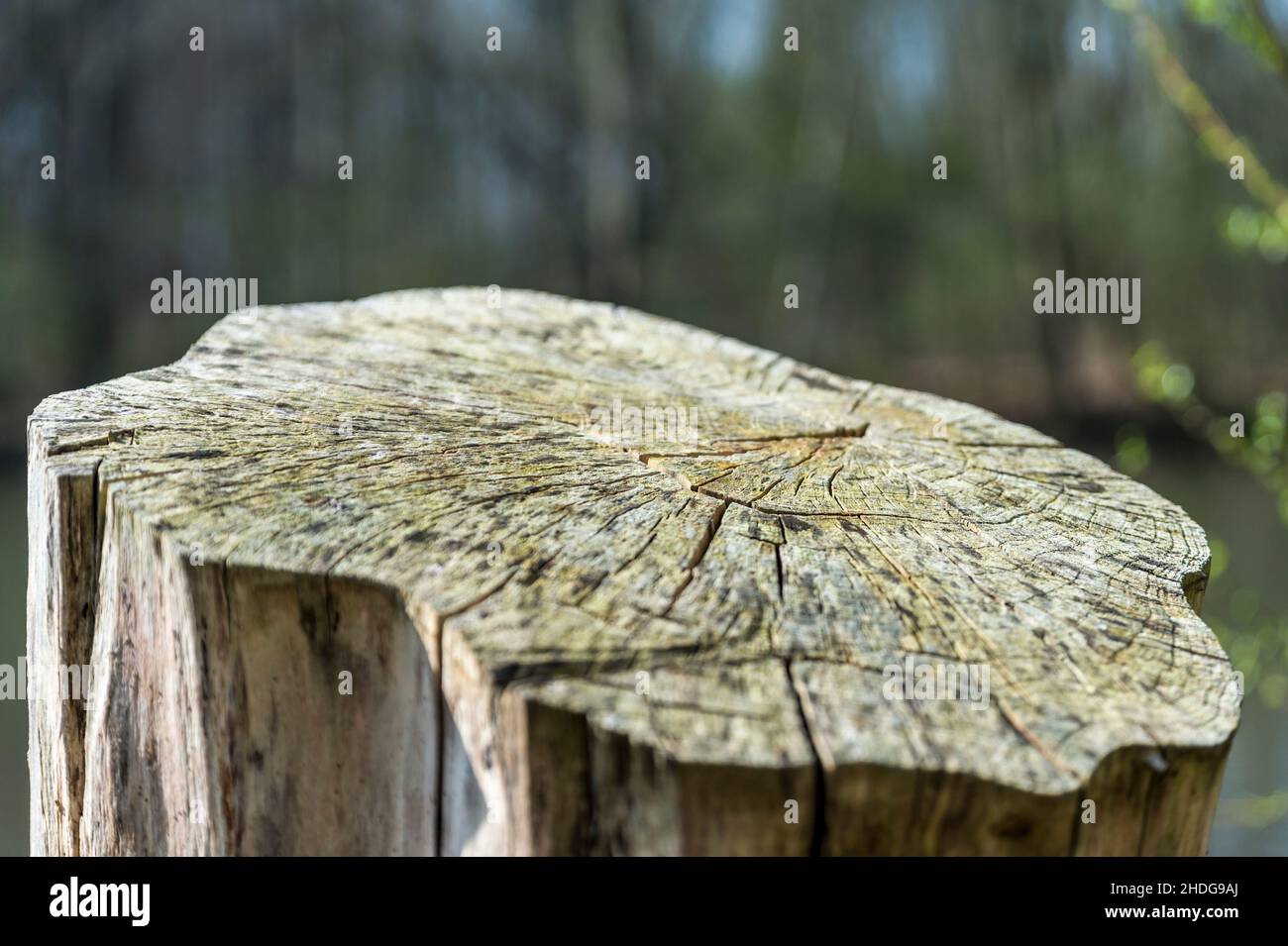 tree stump, tree stumps Stock Photo - Alamy
