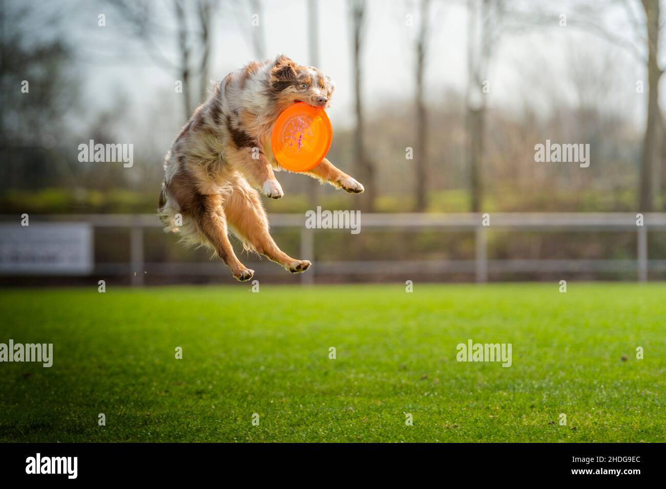 dog, frisbee, catching, dogs, frisbees Stock Photo - Alamy