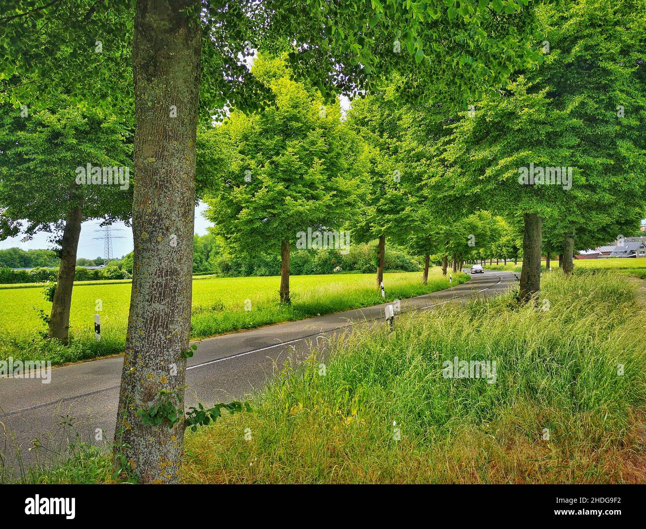 road, tree alley, roads, street, streets, tree alleys Stock Photo - Alamy