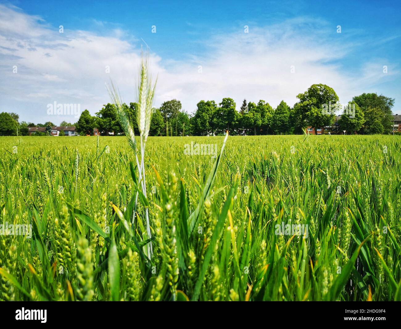 Rye fields hi-res stock photography and images - Alamy