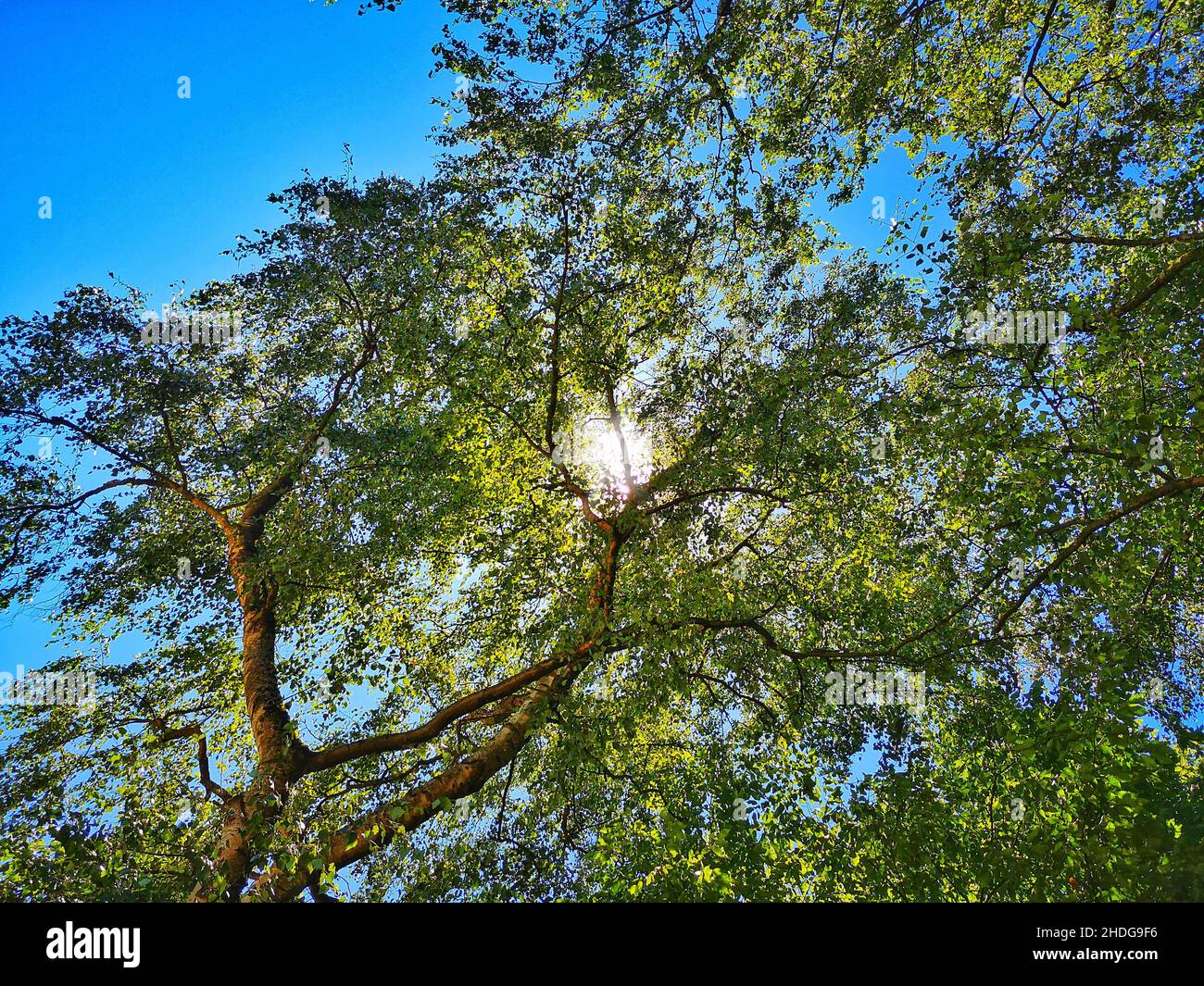 sunlight, treetop, tree canopy, sun ray, sun rays, sunbeam, sunbeams ...