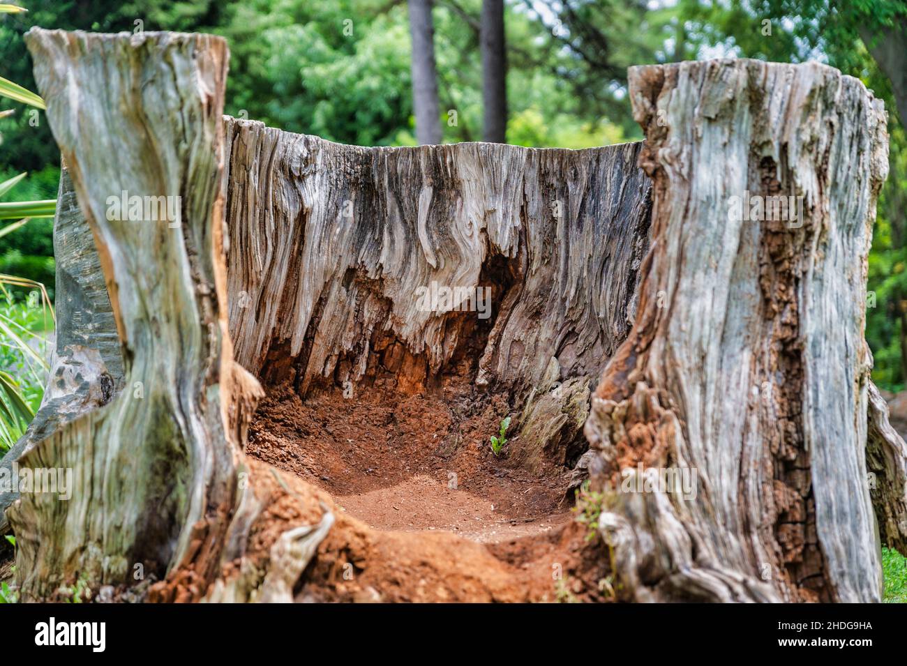 tree stump, rotting, hollow, tree stumps, hollows Stock Photo - Alamy