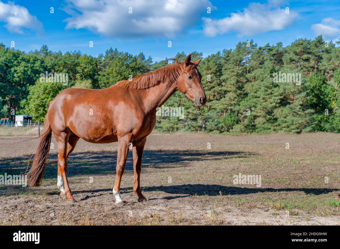 horse, hanoverian, horses, hanoverians Stock Photo - Alamy