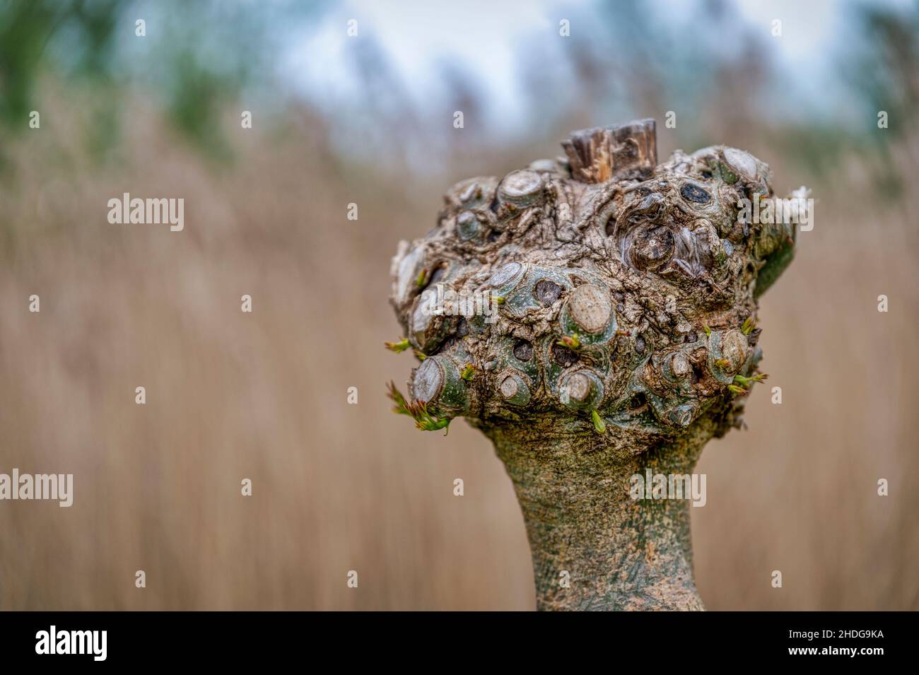 pollarded willow, pollarded willows Stock Photo - Alamy