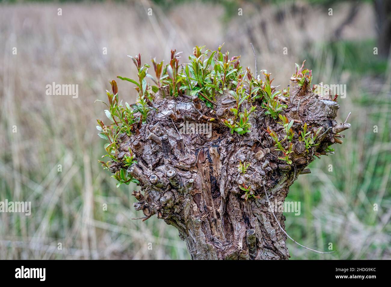 Pruned willow tree hi-res stock photography and images - Alamy