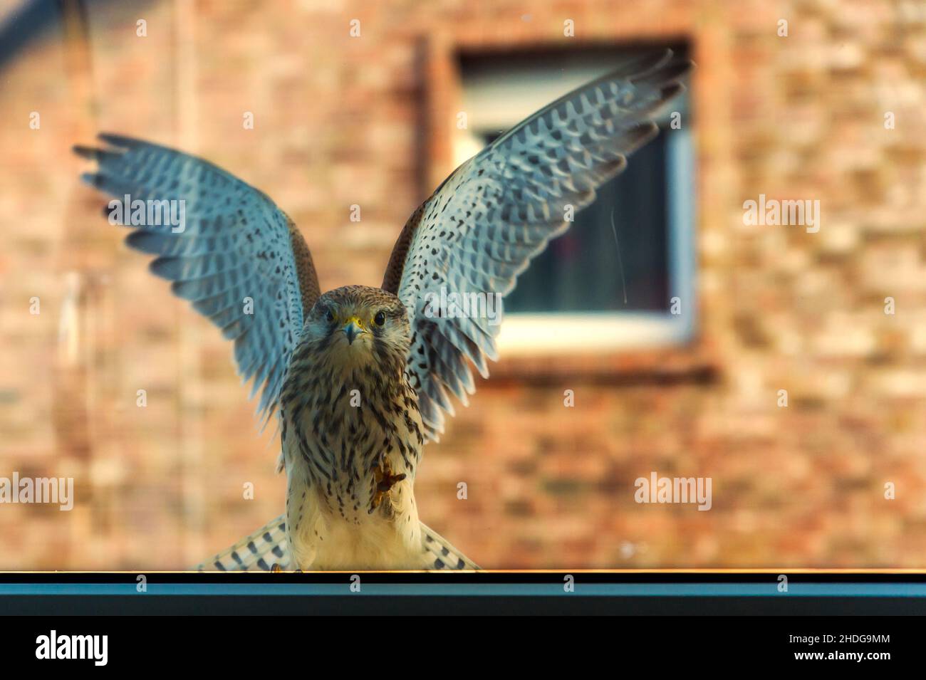 Kestrels landing hi-res stock photography and images - Alamy