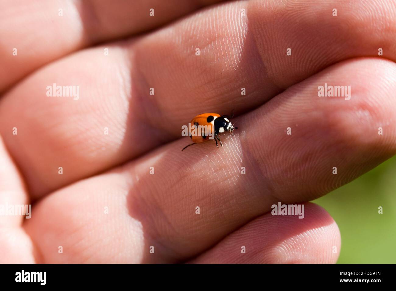 beetle, hand, ladybird, beetles, hands, ladybeetles Stock Photo - Alamy