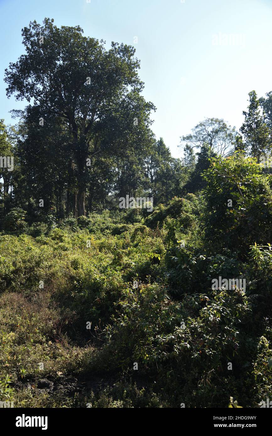 The gorumara national park hi-res stock photography and images - Alamy