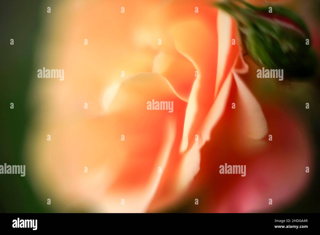 Salmon coloured flower hi-res stock photography and images - Alamy