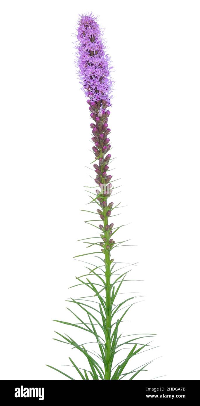 Liatris spicata flower isolated on white background Stock Photo - Alamy