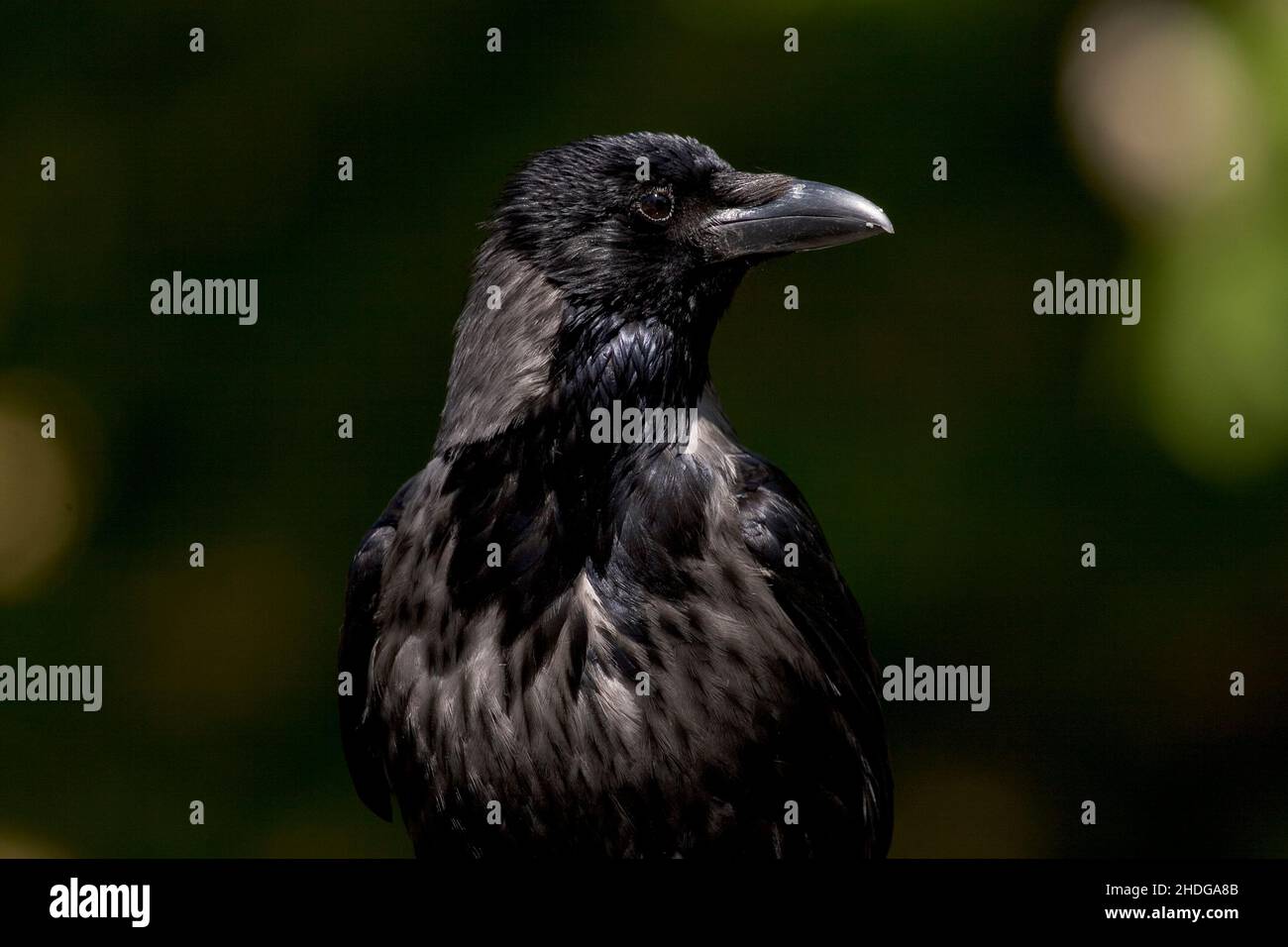 bird, crow, raven bird, birds, crows, raven birds Stock Photo - Alamy