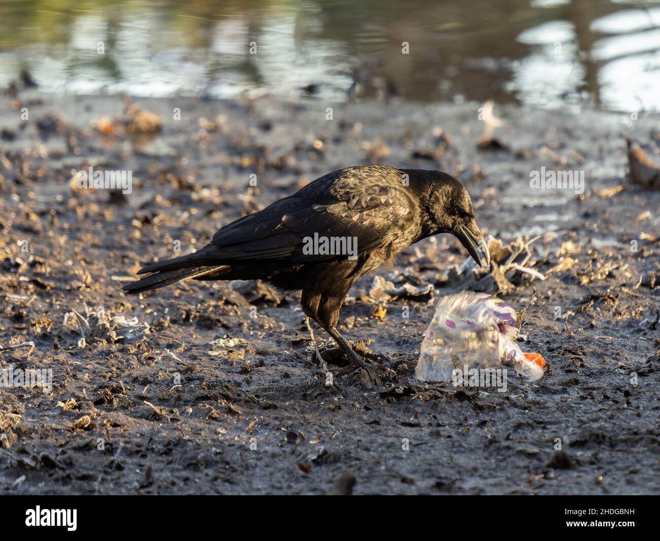 London england uk pecking bird hi-res stock photography and images - Alamy