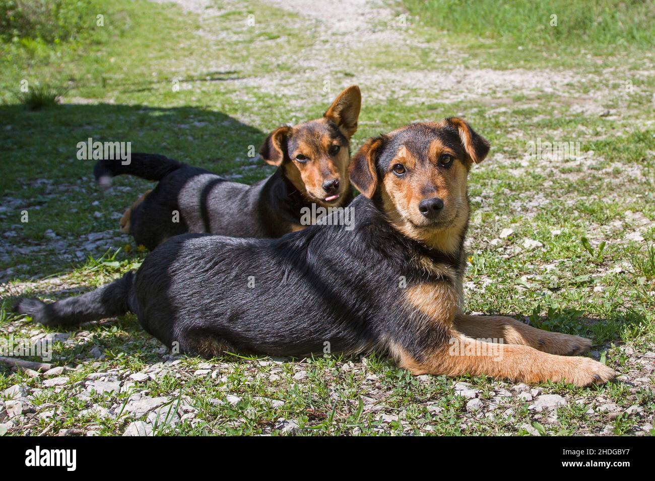 Mongrel dogs hi-res stock photography and images - Alamy