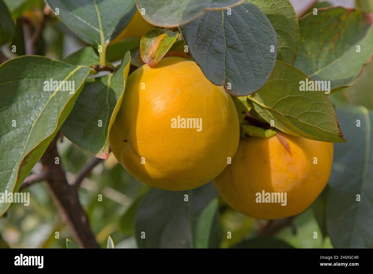 Kaki and sharon hi-res stock photography and images - Alamy