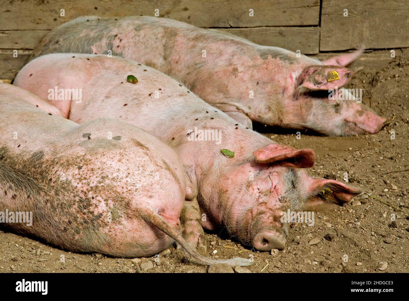 Pig asleep outside hi-res stock photography and images - Alamy
