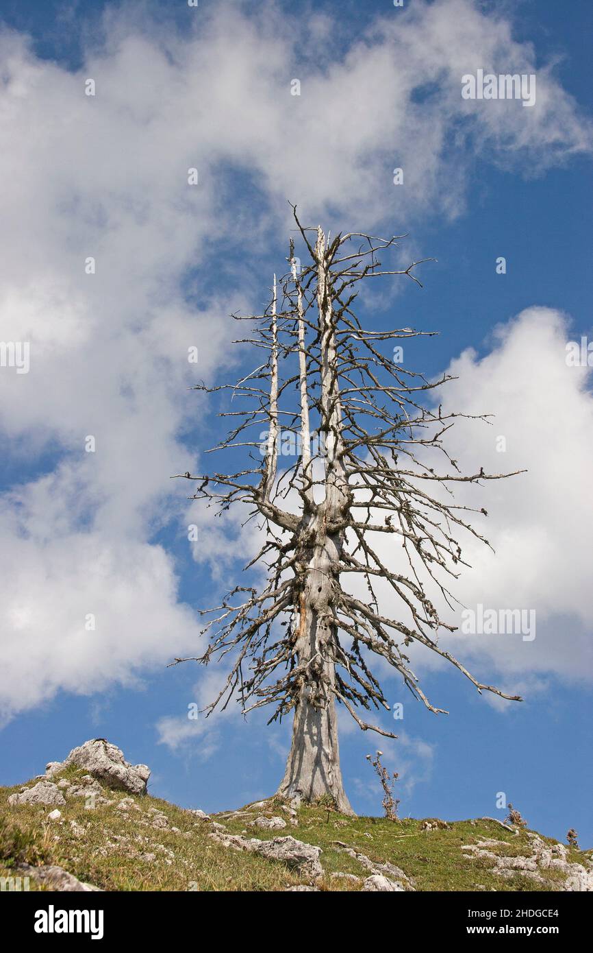 Skeleton plant hi-res stock photography and images - Alamy