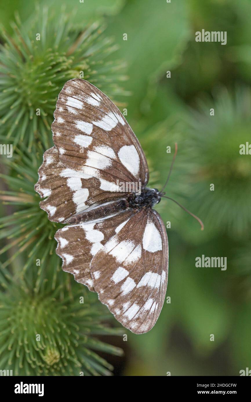butterfly, marbled white, butterflies, marbled whites Stock Photo - Alamy