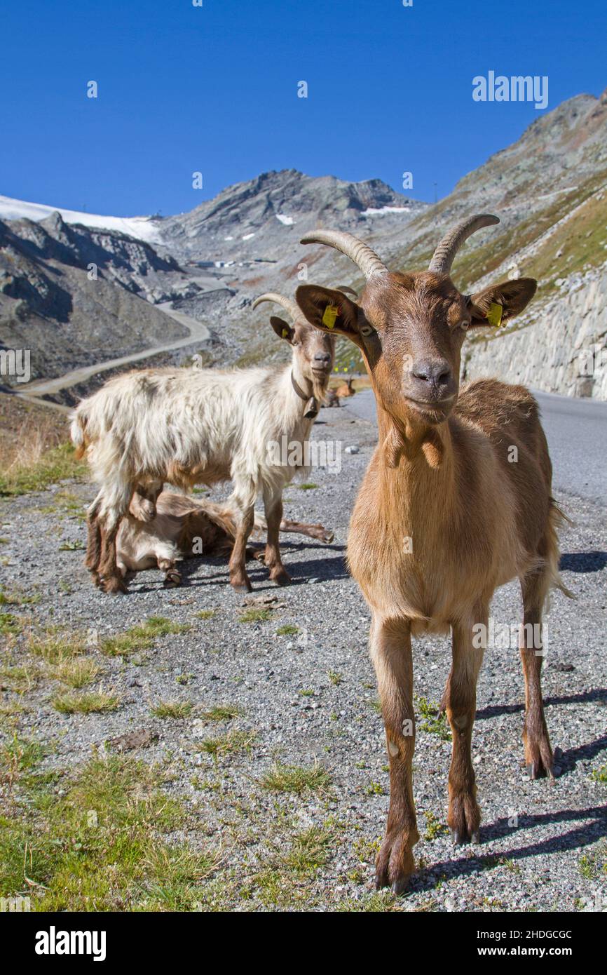 Goats and glaciers hi-res stock photography and images - Alamy