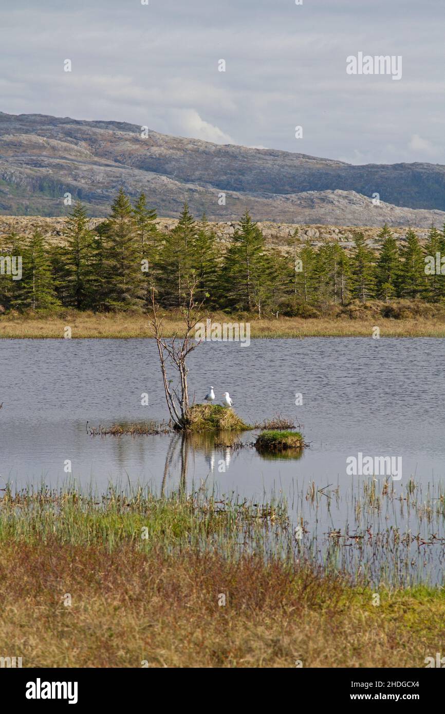 Moorsee hi-res stock photography and images - Alamy