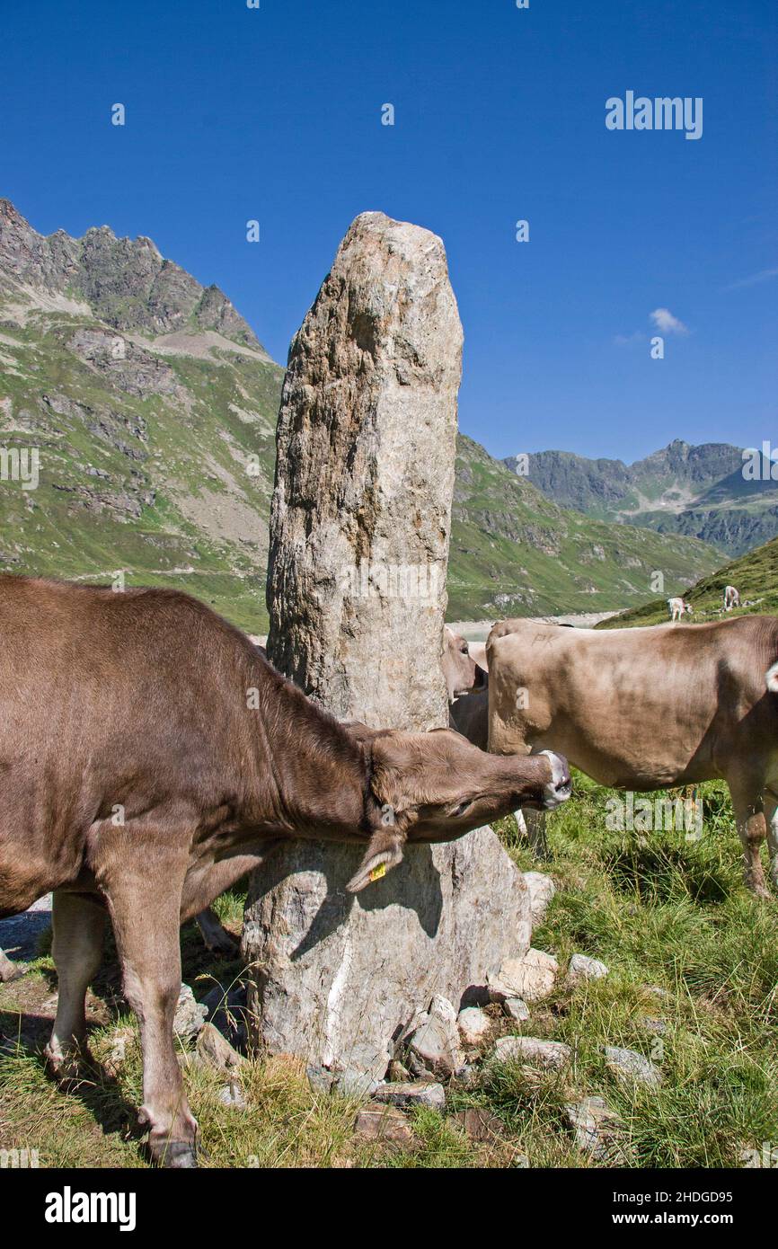 Cows scratching hi-res stock photography and images - Alamy