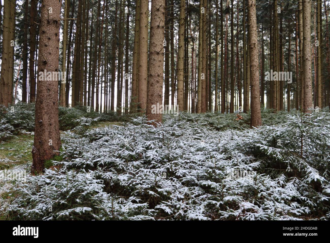 snowy forest little trees winter january landscape Stock Photo - Alamy