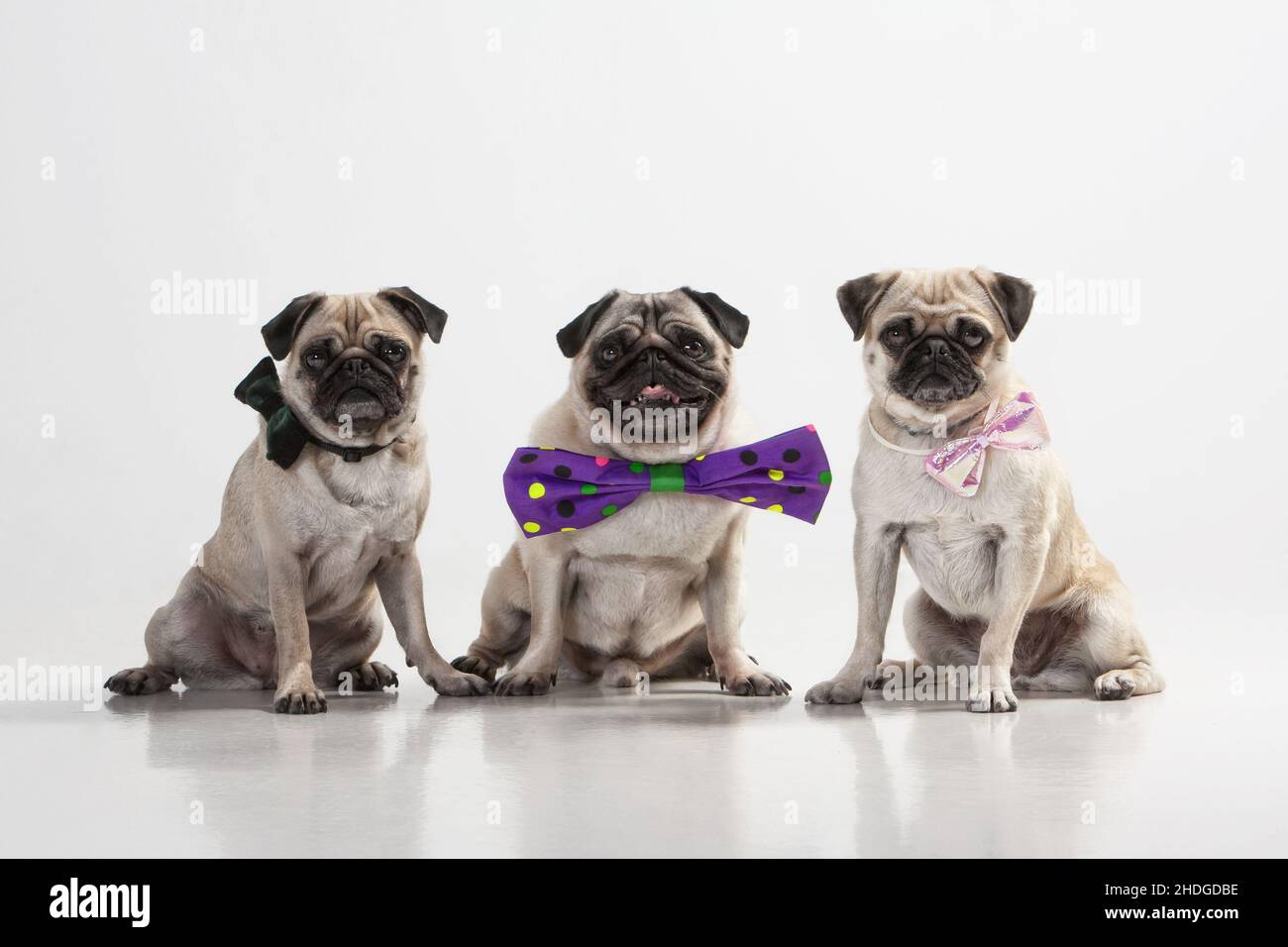 dog, cladding, pug, dogs, pugs Stock Photo - Alamy