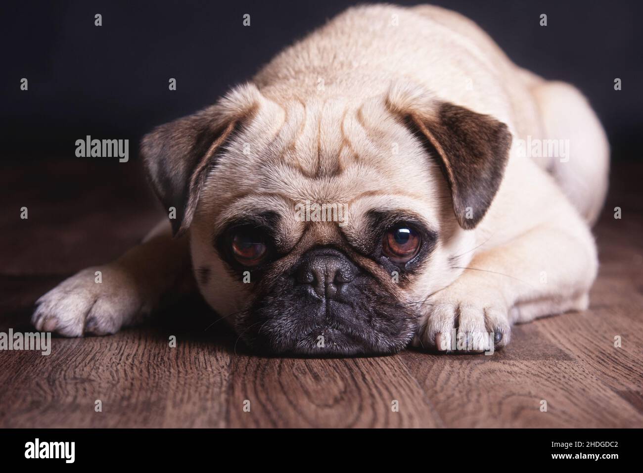 dog, pug, dogs, pugs Stock Photo - Alamy