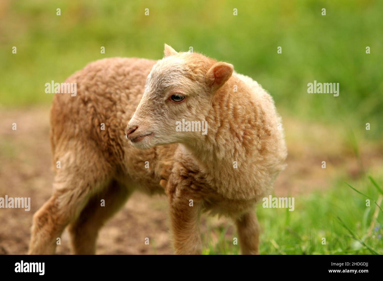 Lamb portraits hi-res stock photography and images - Alamy
