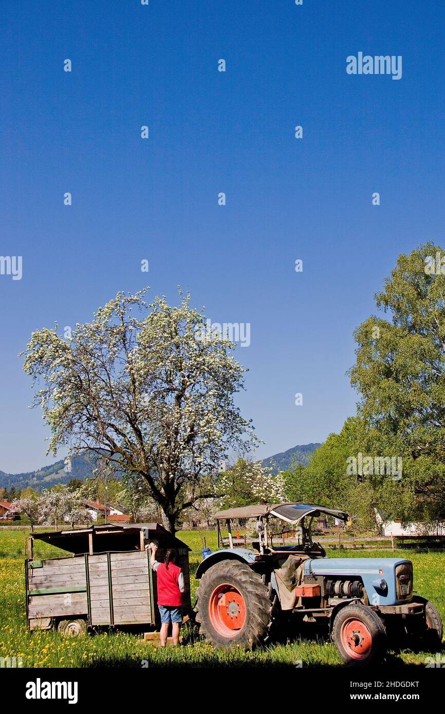 tractor, livestock, farmer, tractors, livestocks, farmers Stock Photo ...