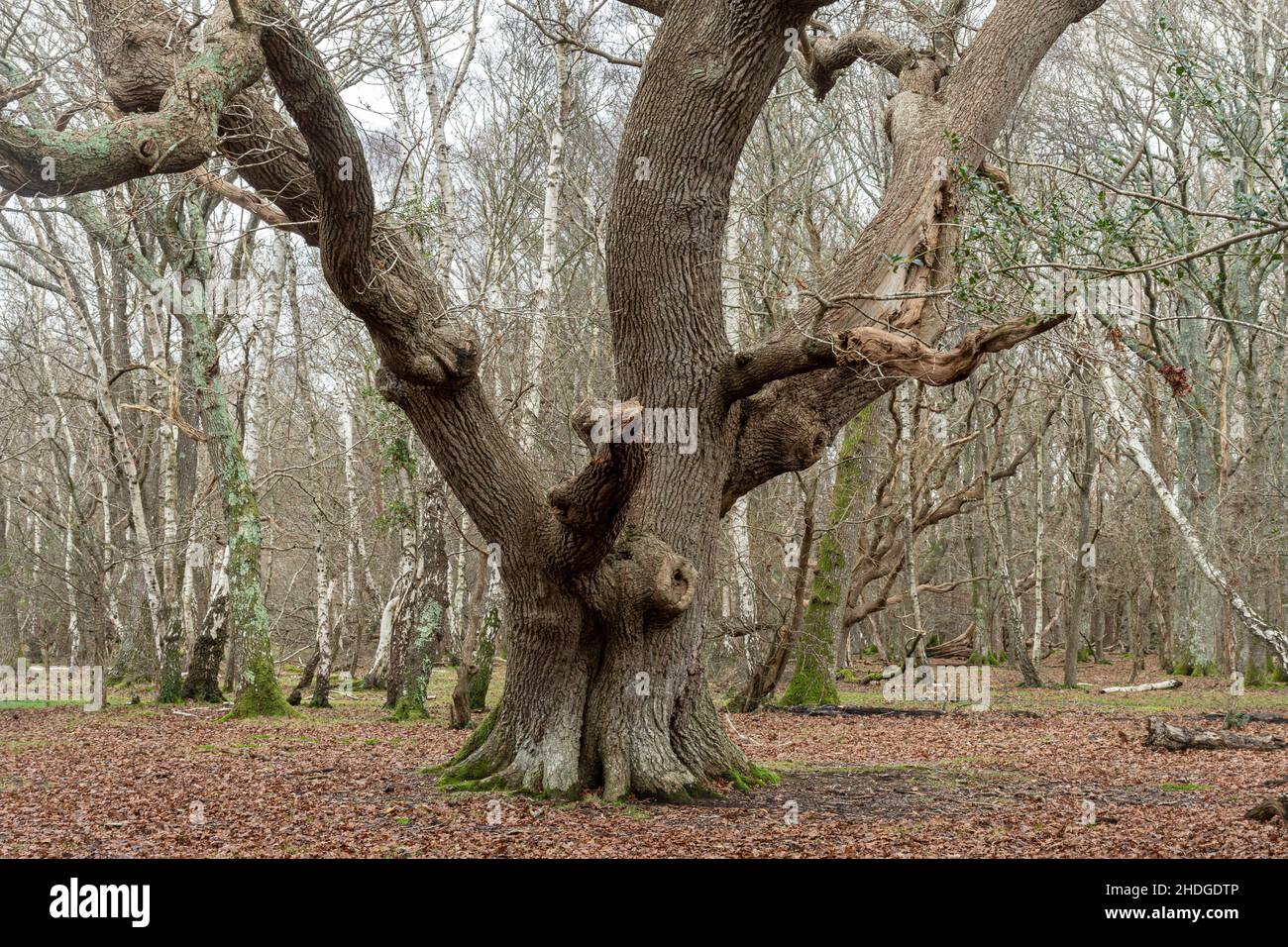 An ancient oak tree during winter in woodland in the New Forest ...