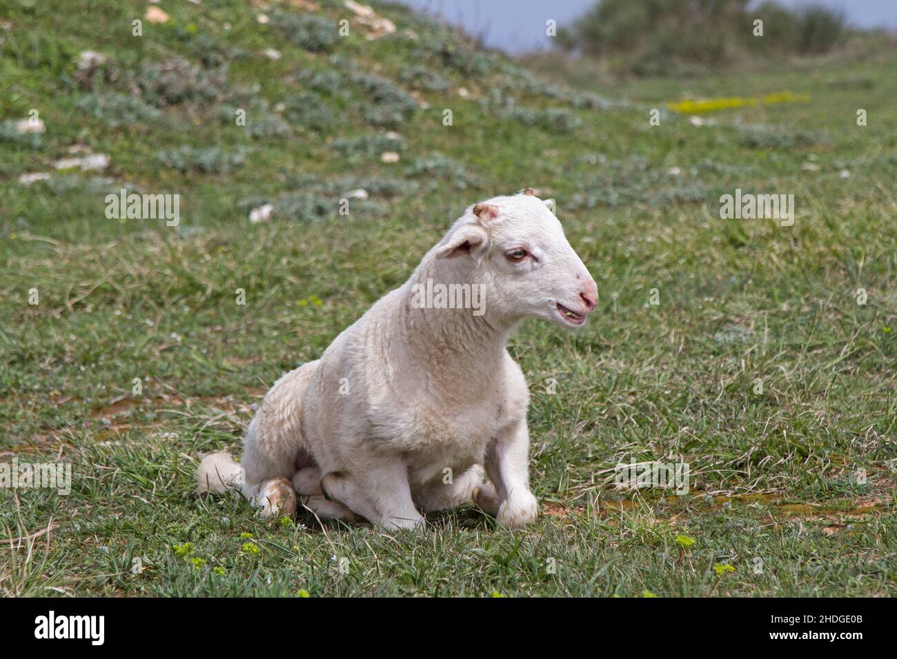 Lamb lying down hi-res stock photography and images - Alamy
