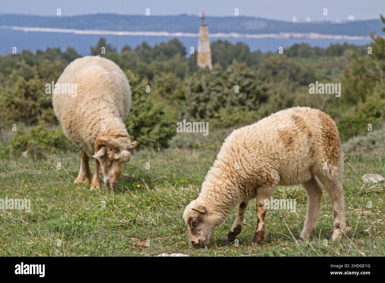 sheep, croatia, cape kamenjak, sheeps, croatias Stock Photo - Alamy