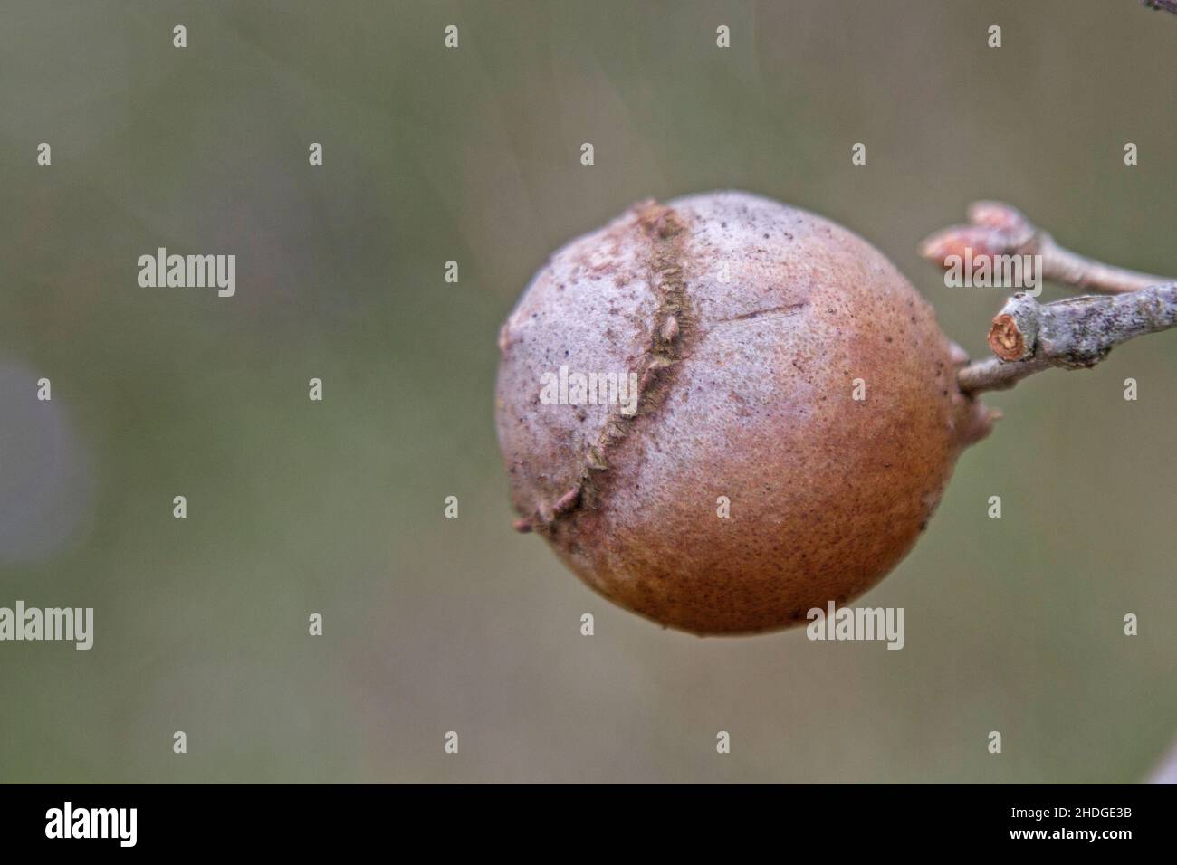 Sick apple tree hi-res stock photography and images - Alamy