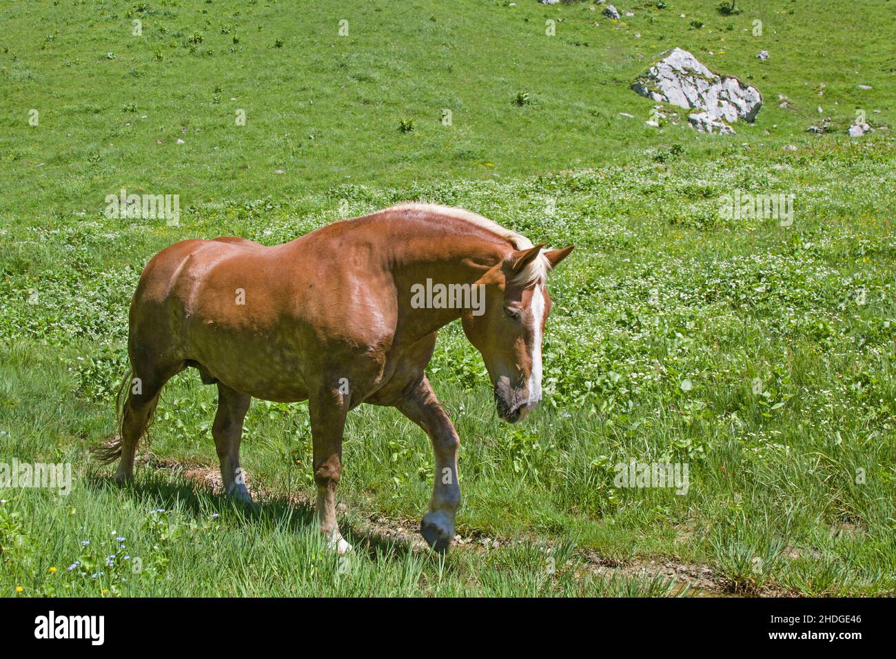 Haflingers hi-res stock photography and images - Alamy