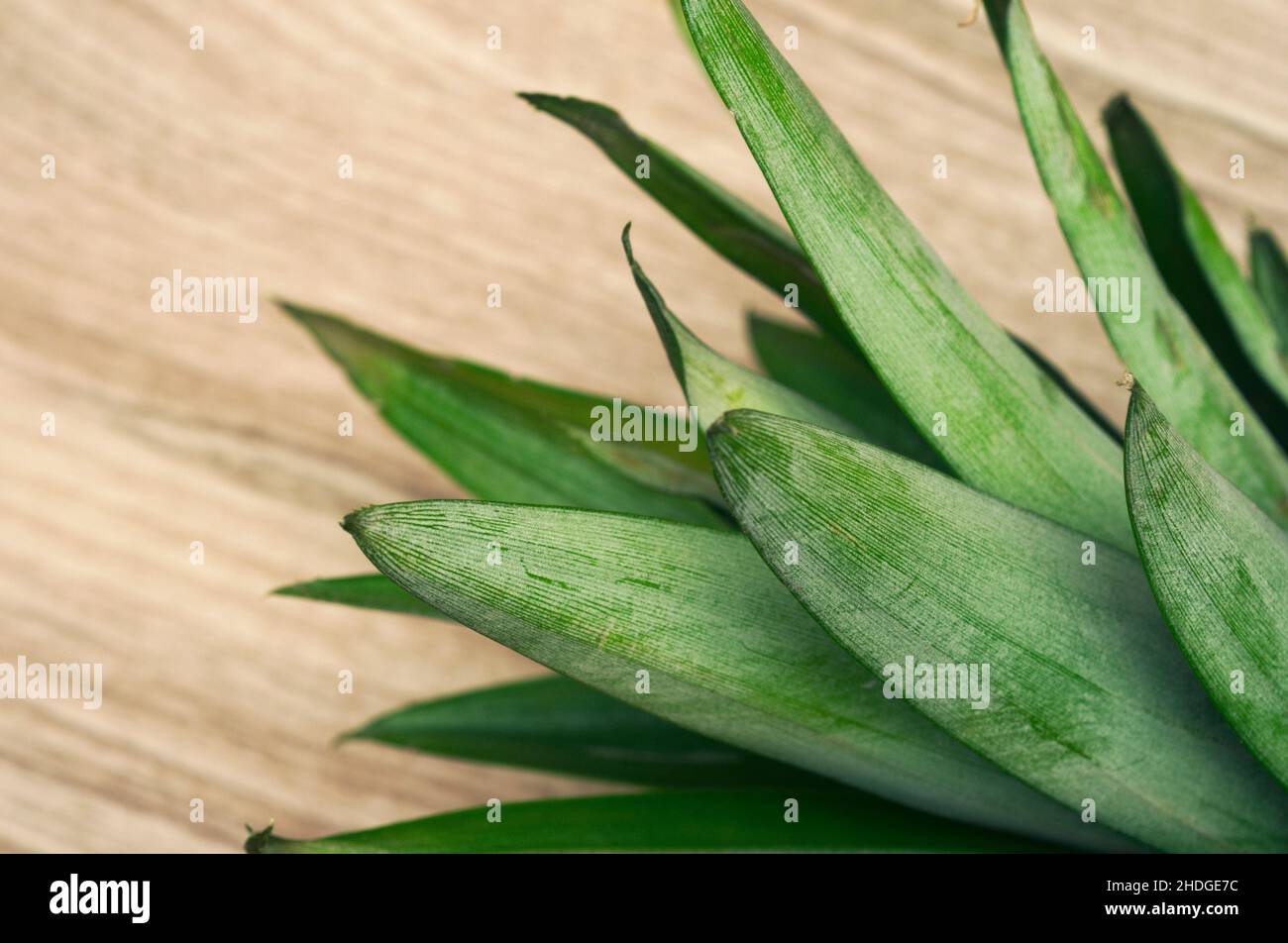 Pineapple leaves hi-res stock photography and images - Alamy