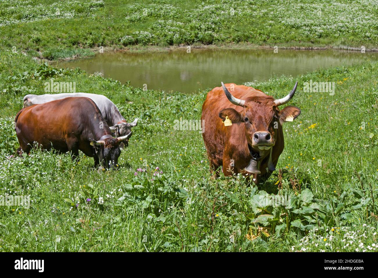 pasture, cattle, pastures, cattles, livestock Stock Photo - Alamy