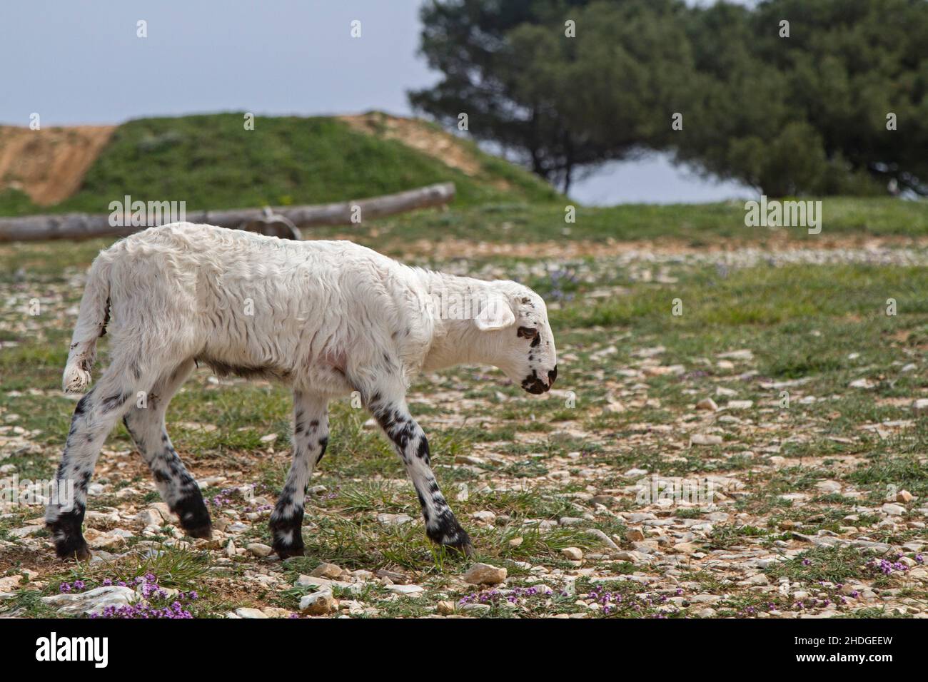 Lamb colors hi-res stock photography and images - Alamy