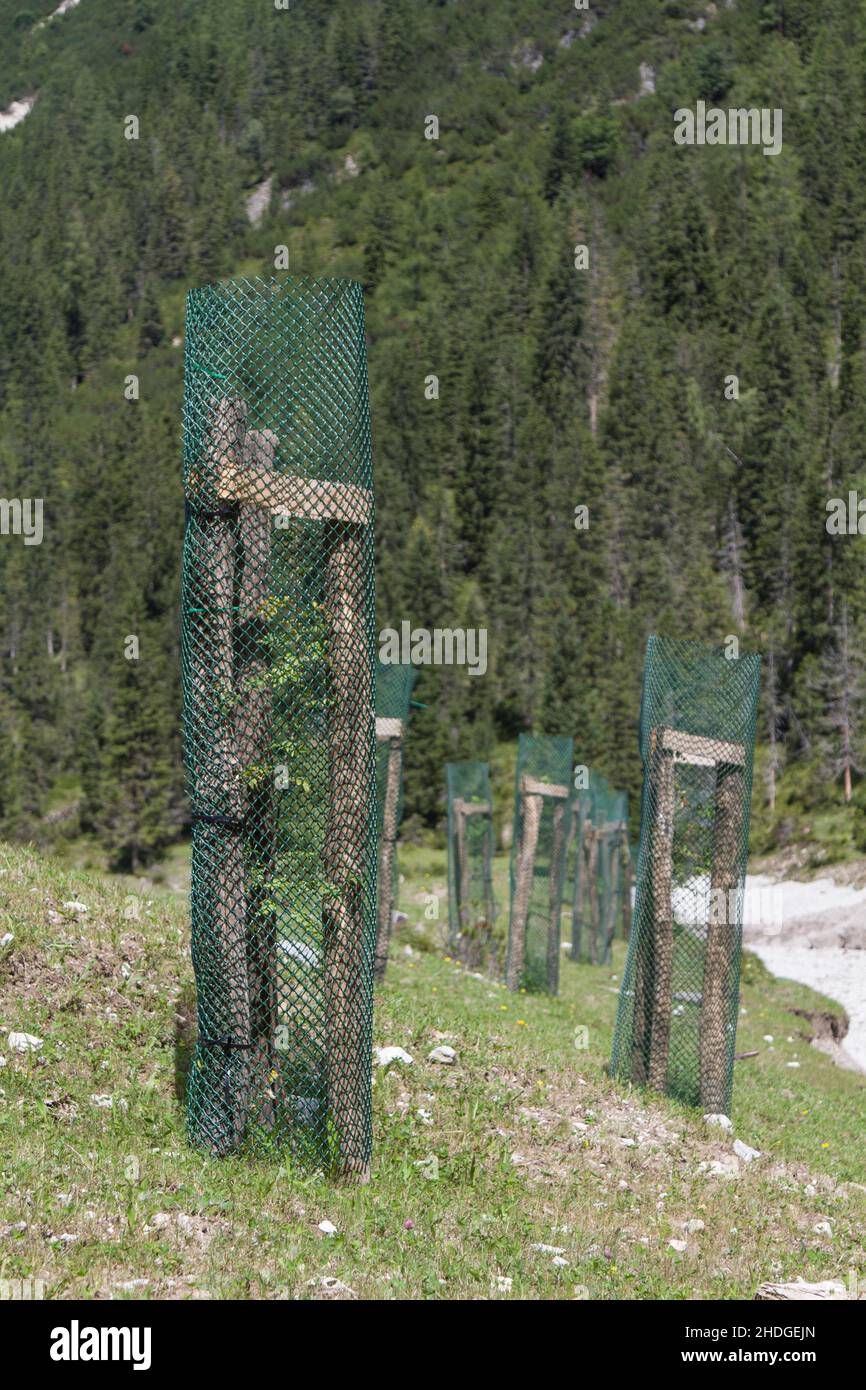 forestry, breeding, sycamore tree, forestries, sycamore trees Stock ...