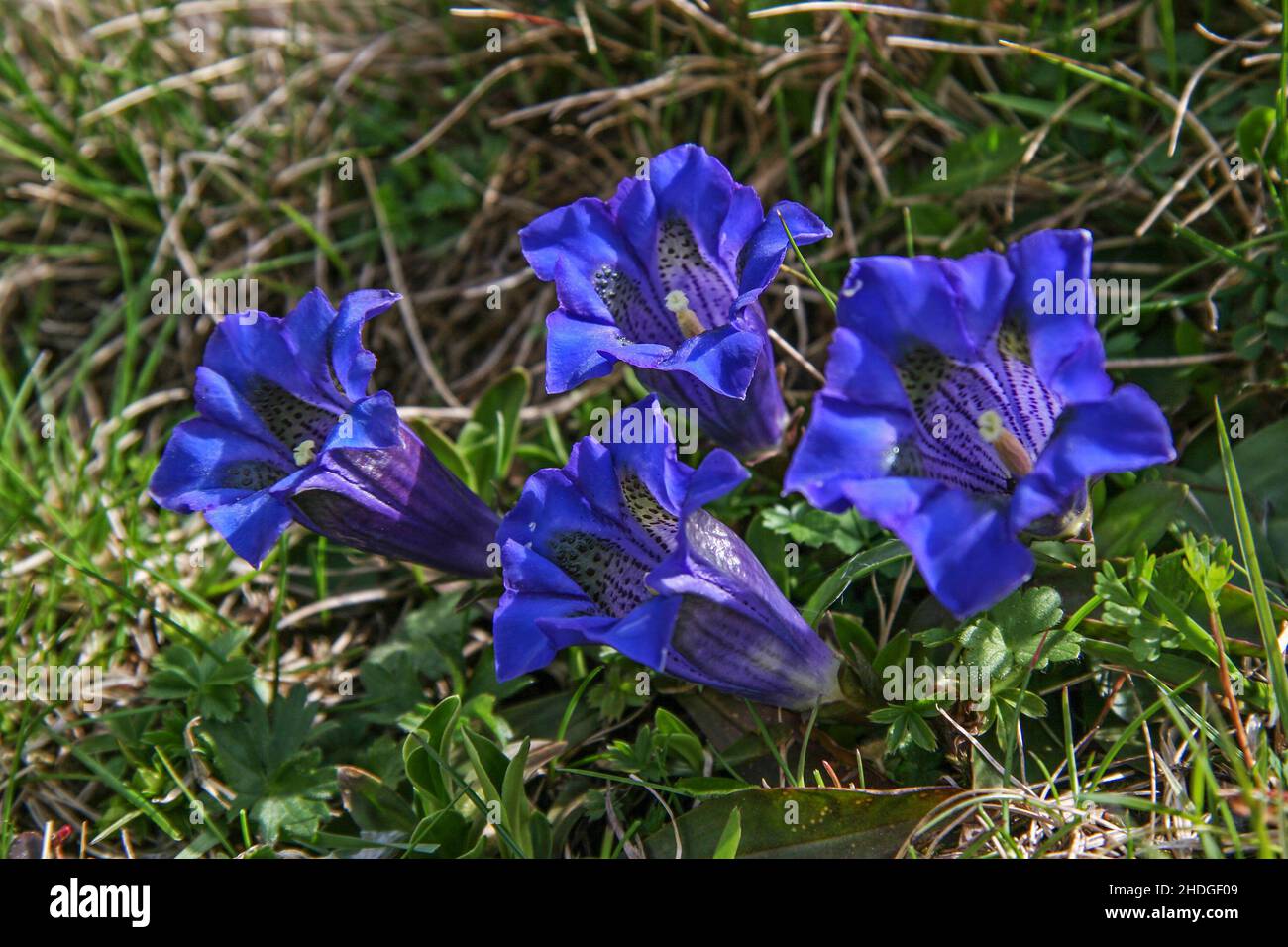 Gentianas hi-res stock photography and images - Alamy