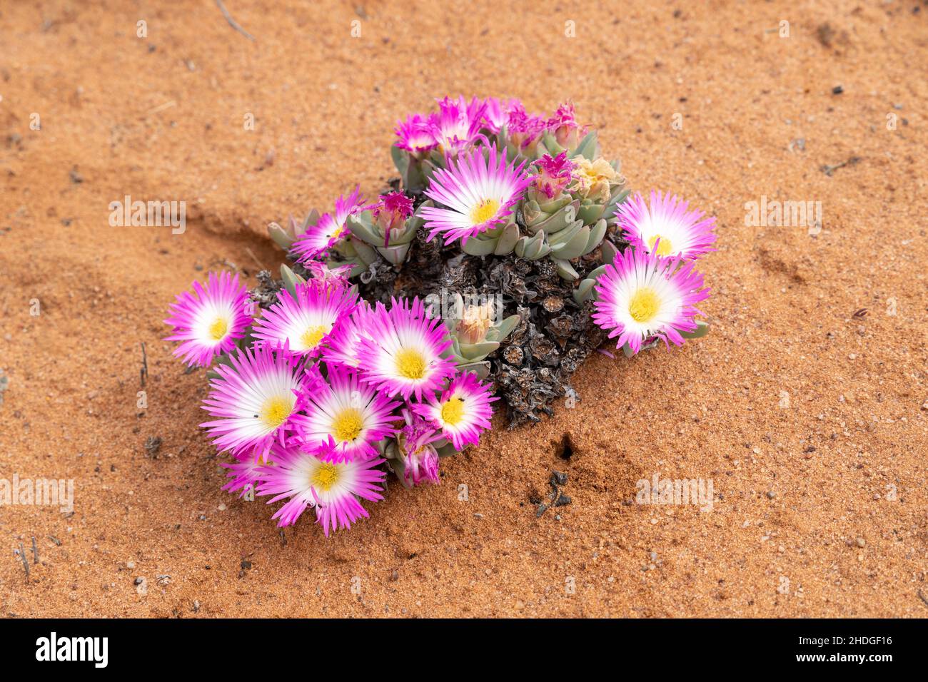 Flowers in the Namaqua Coastal Park region of South Africa Stock Photo ...