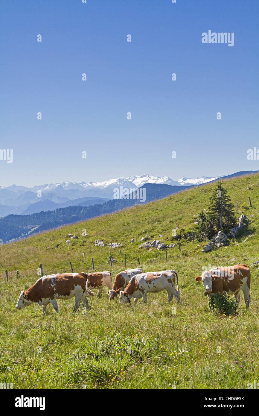 cows, bavarian alps, cow Stock Photo - Alamy