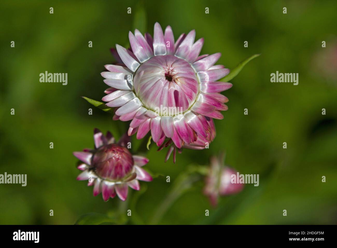 Xerochrysum flower hi-res stock photography and images - Alamy