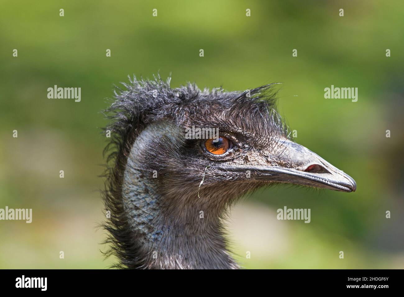 Great emu hi-res stock photography and images - Alamy