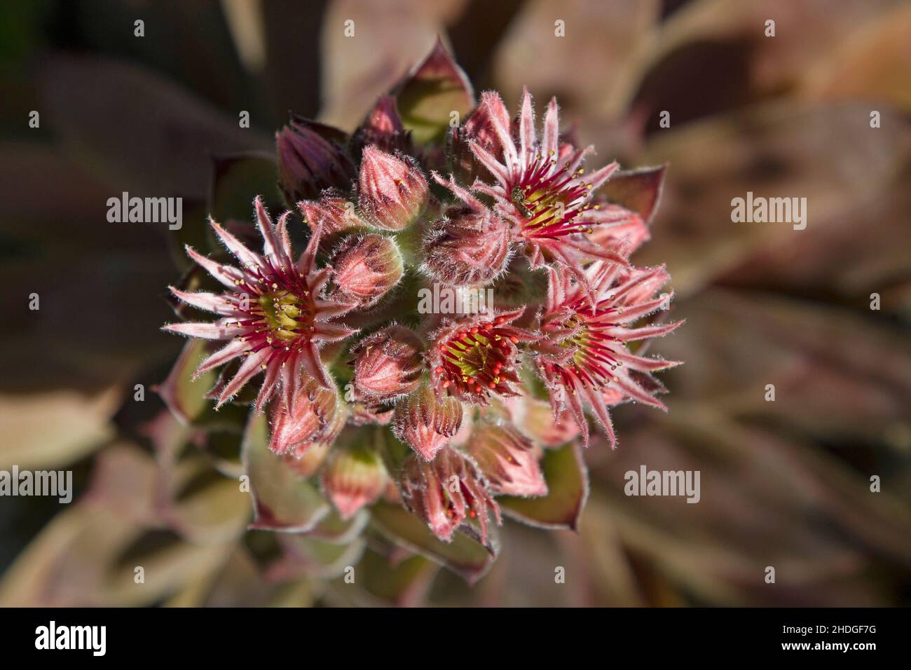 common houseleek, houseleek, Sempervivum, common houseleeks Stock Photo ...