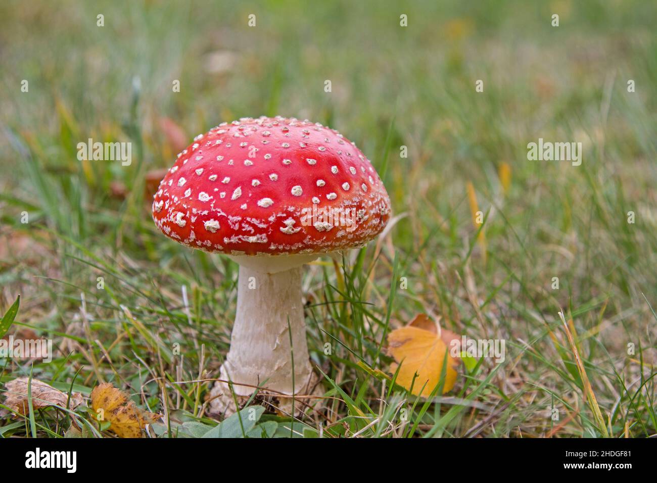 fly agaric, fly agarics Stock Photo - Alamy