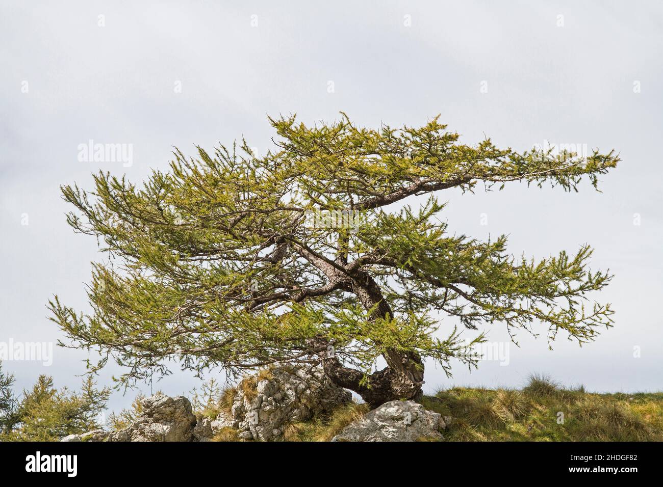 larch tree, larch trees Stock Photo - Alamy